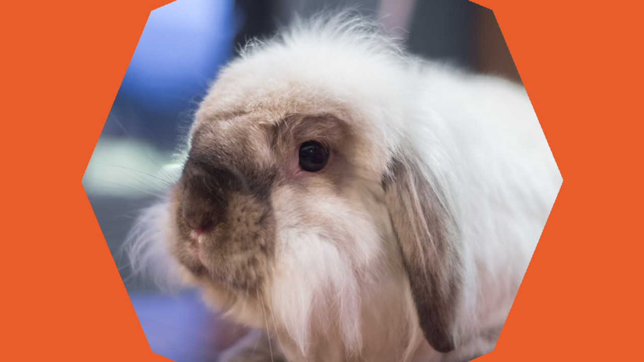 Animal life drawing with Wild Life Drawing | Event | Royal Academy of Arts