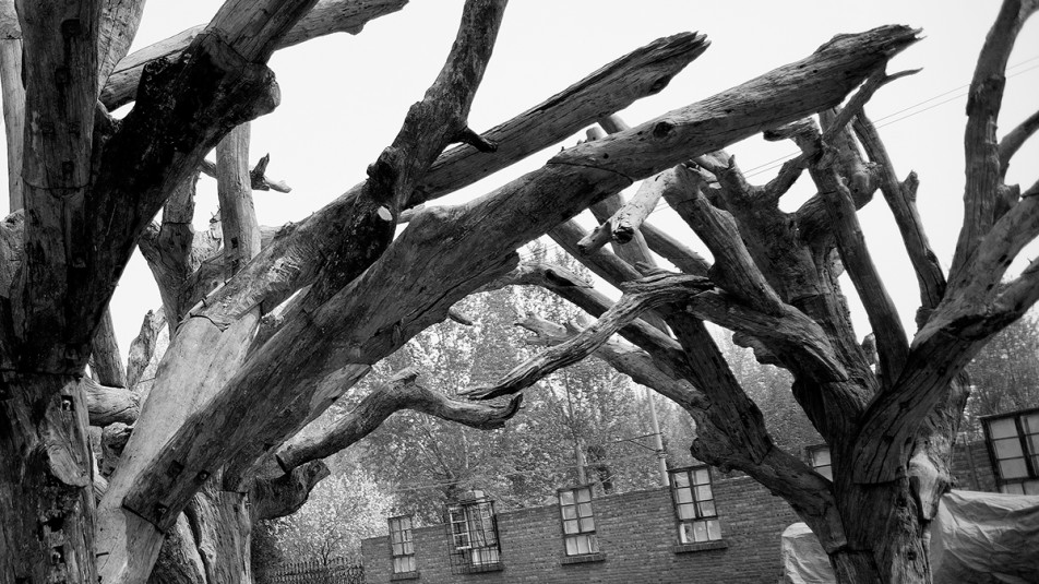 Introducing Ai Weiwei’s ‘Tree’ | Article | Royal Academy of Arts