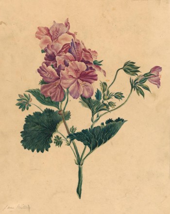 Jane Miller | Artist | Royal Academy of Arts