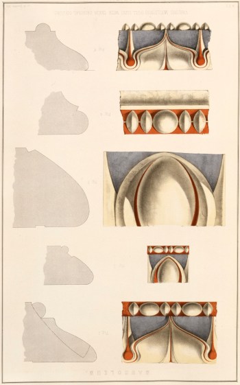 A History Of Discoveries At Halicarnassus, Cnidus & Branchidæ. By C.T ...