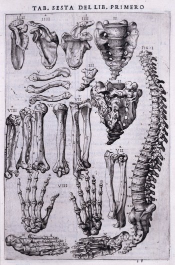 Andreas Vesalius | Artist | Royal Academy of Arts