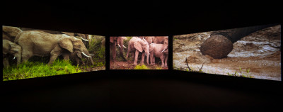 Sir John Akomfrah | Artist | Royal Academy of Arts