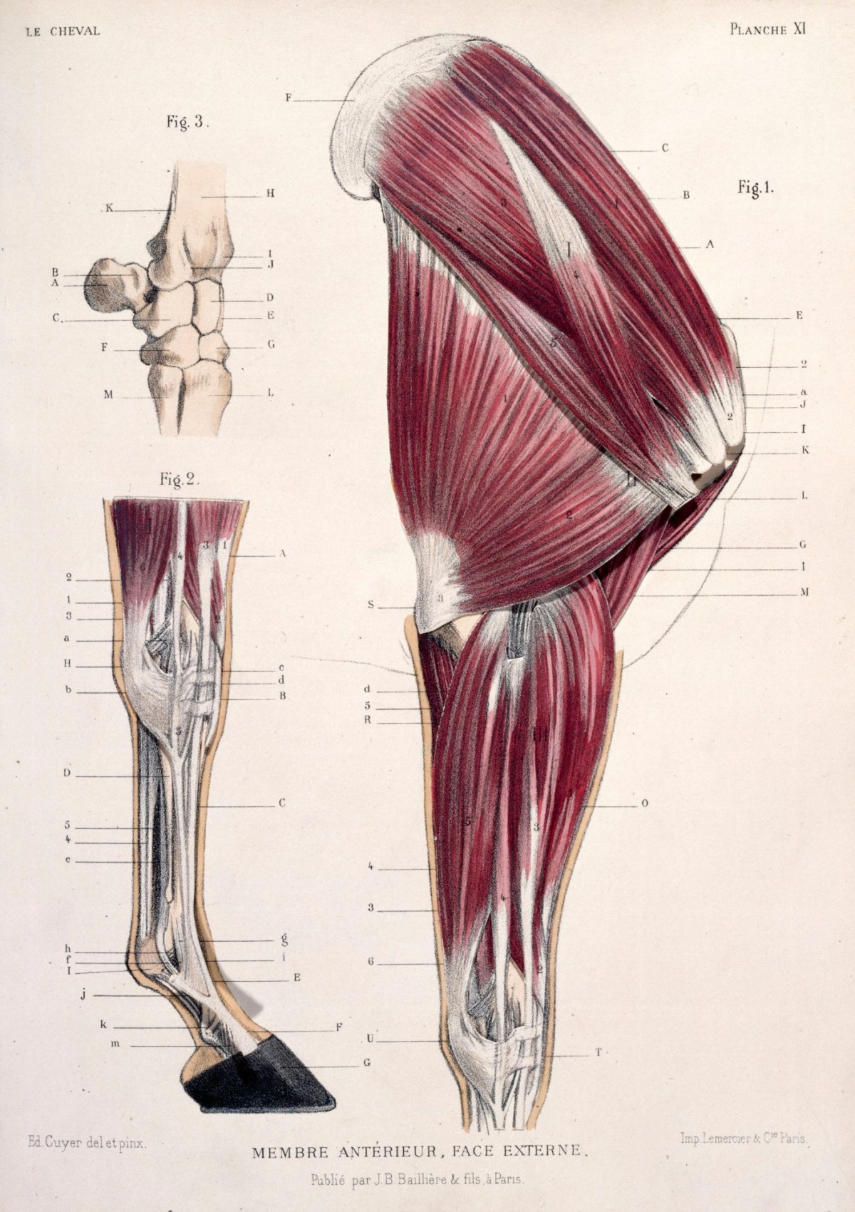 Le Cheval: Membre Antérieur, Face Externe | Works of Art | RA ...