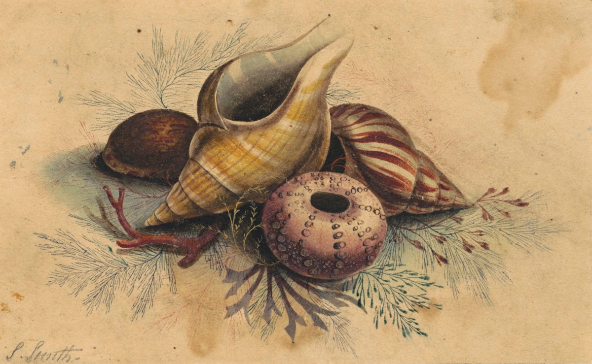 shell drawing artists