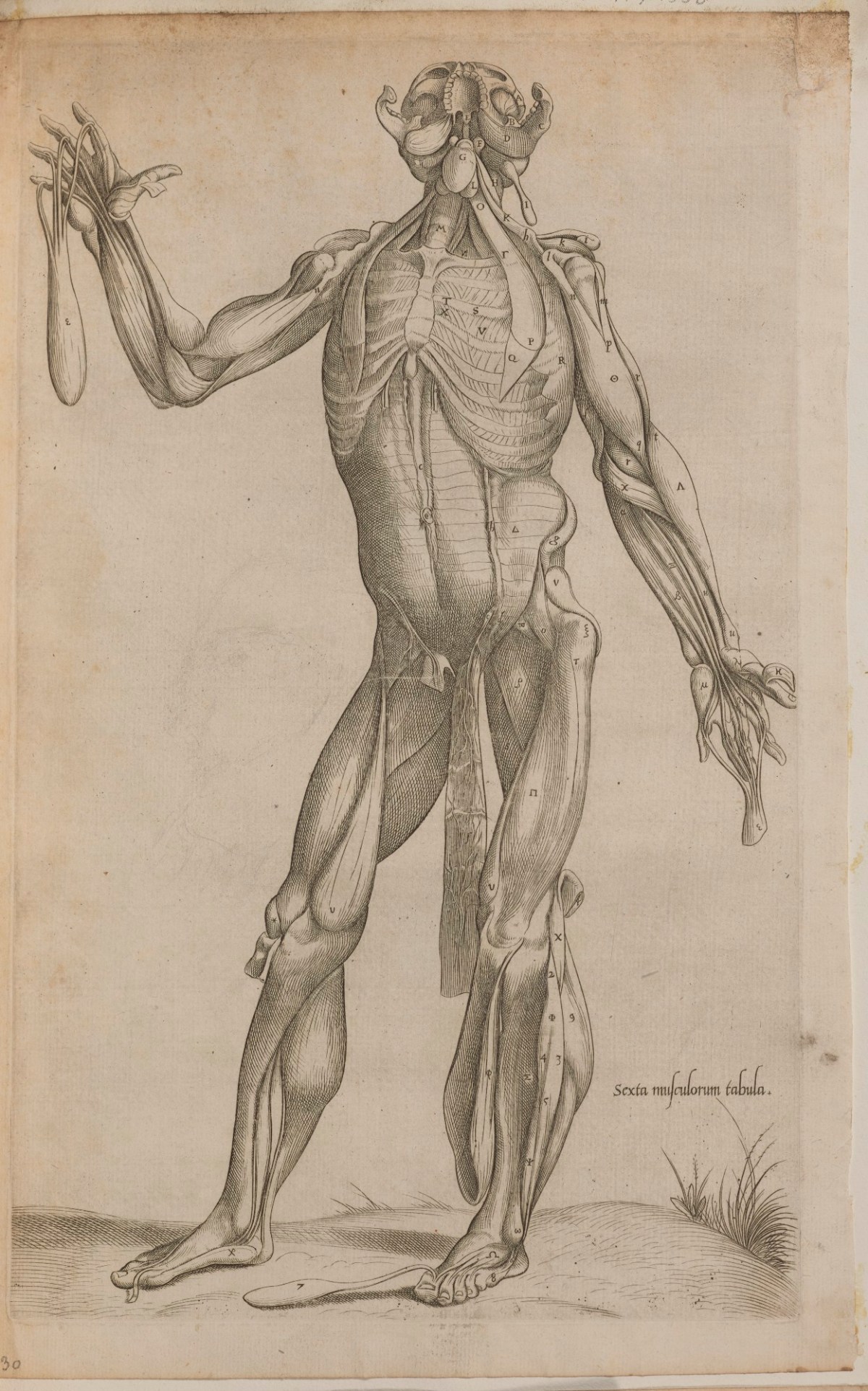 Ecorché figure | Works of Art | RA Collection | Royal Academy of Arts