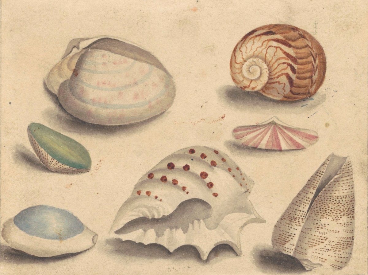 A sheet of seven studies of shells | Works of Art | RA Collection ...