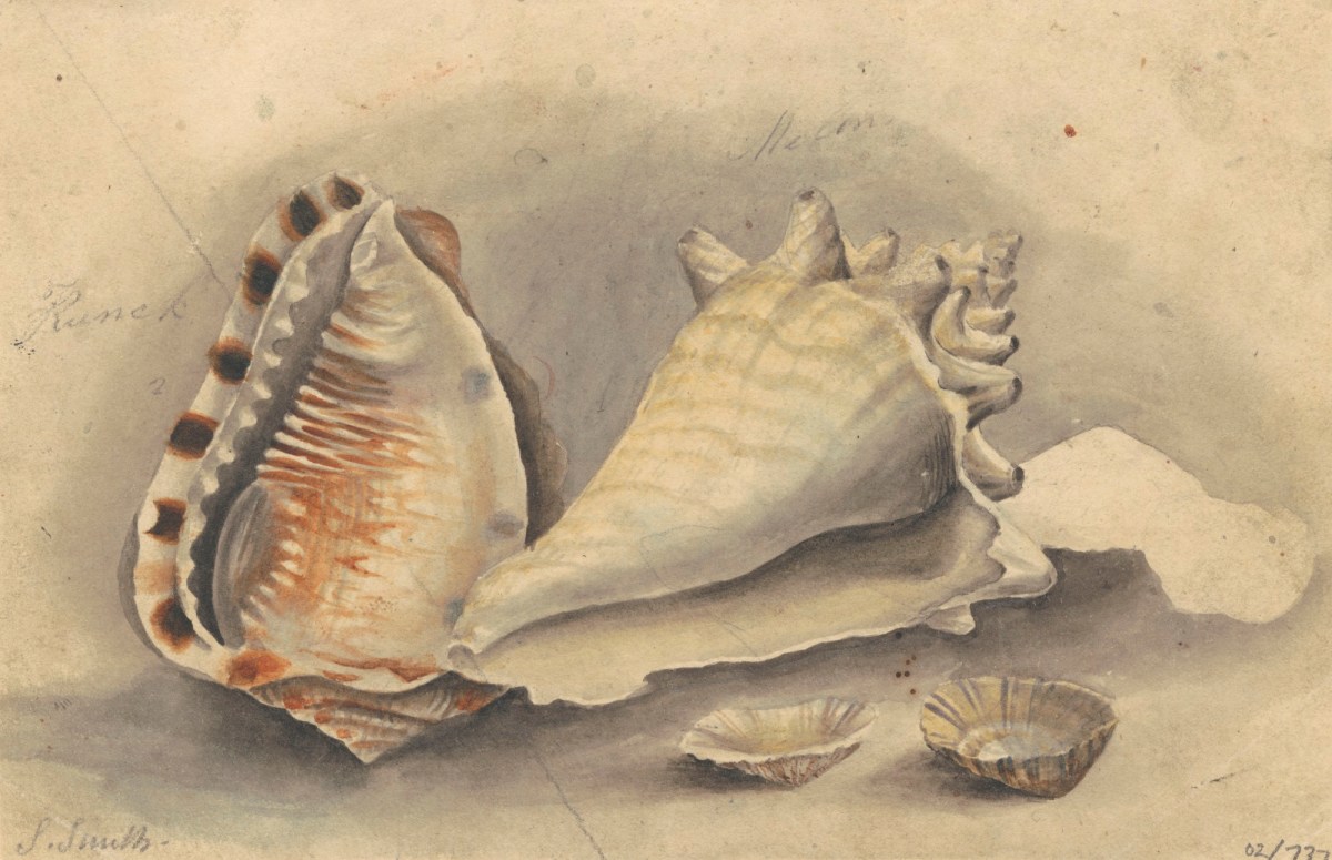 Study of four shells | Works of Art | RA Collection | Royal Academy of Arts