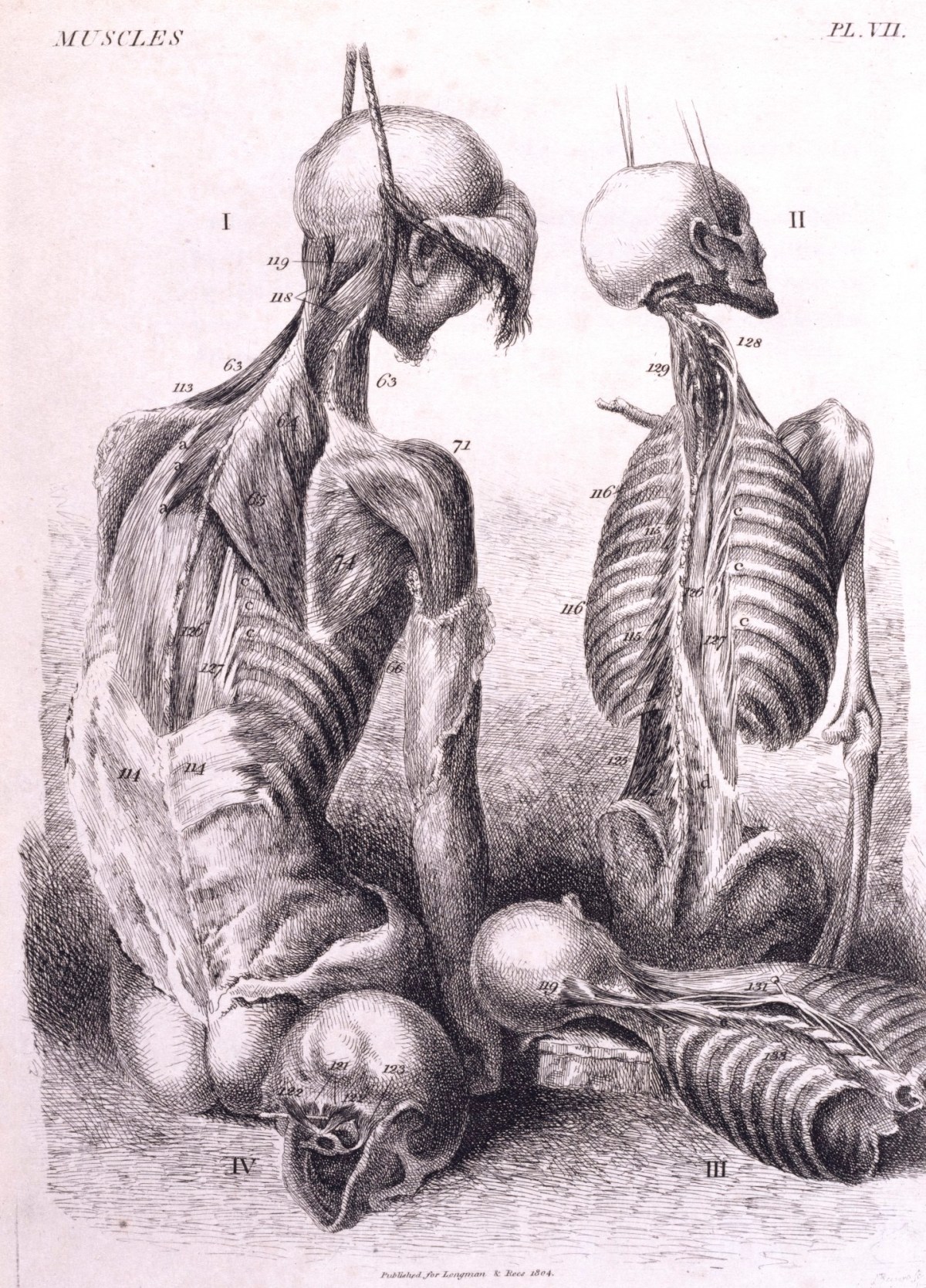 human dissection drawing