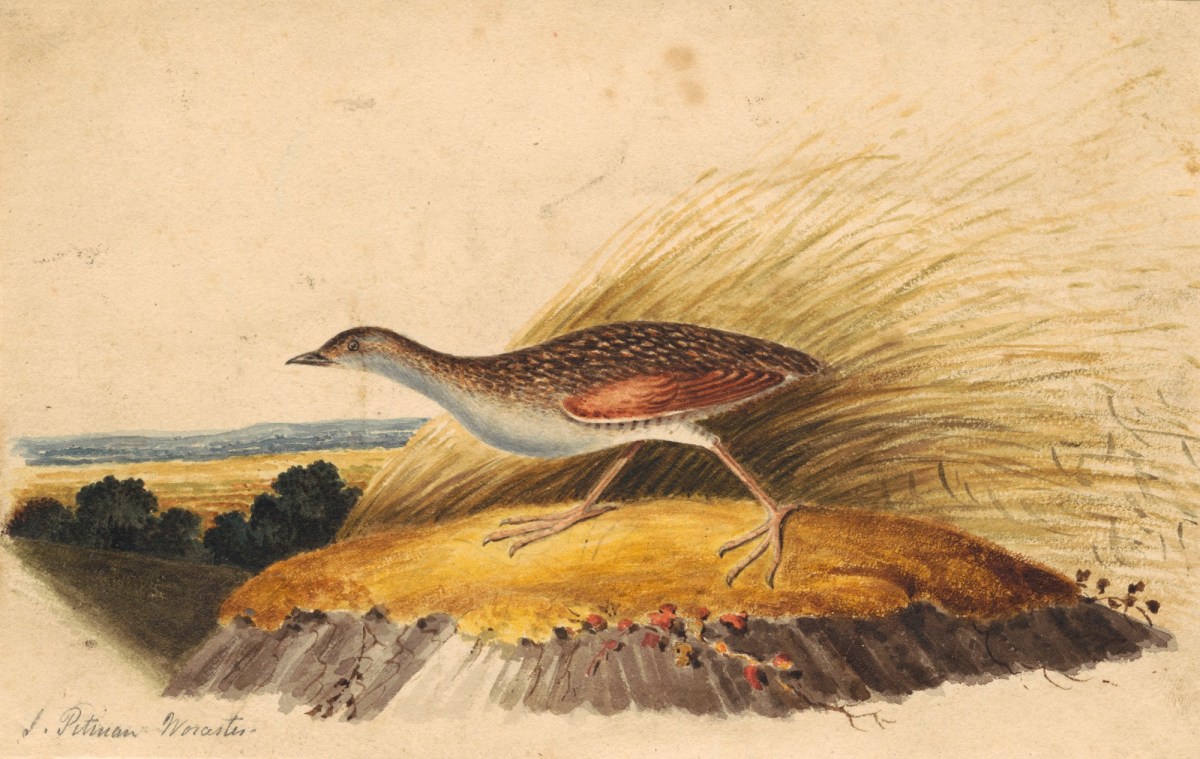 A bird, possibly a corncrake, in a landscape | Works of Art | RA ...