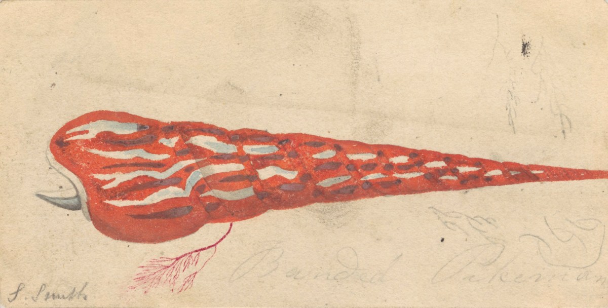 A conical red shell | Works of Art | RA Collection | Royal Academy of Arts