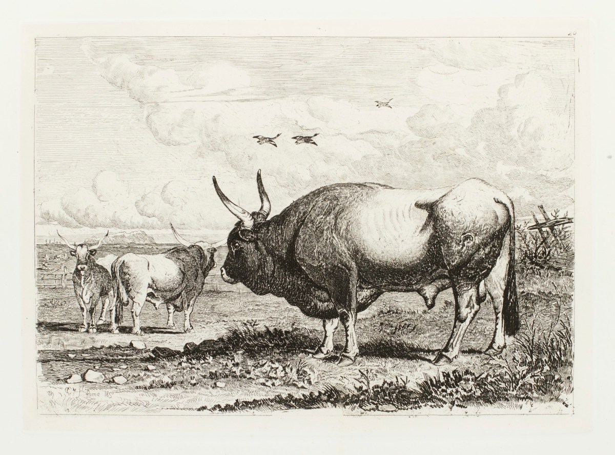 'Bull, Pontine Marshes.' | Works of Art | RA Collection | Royal Academy ...