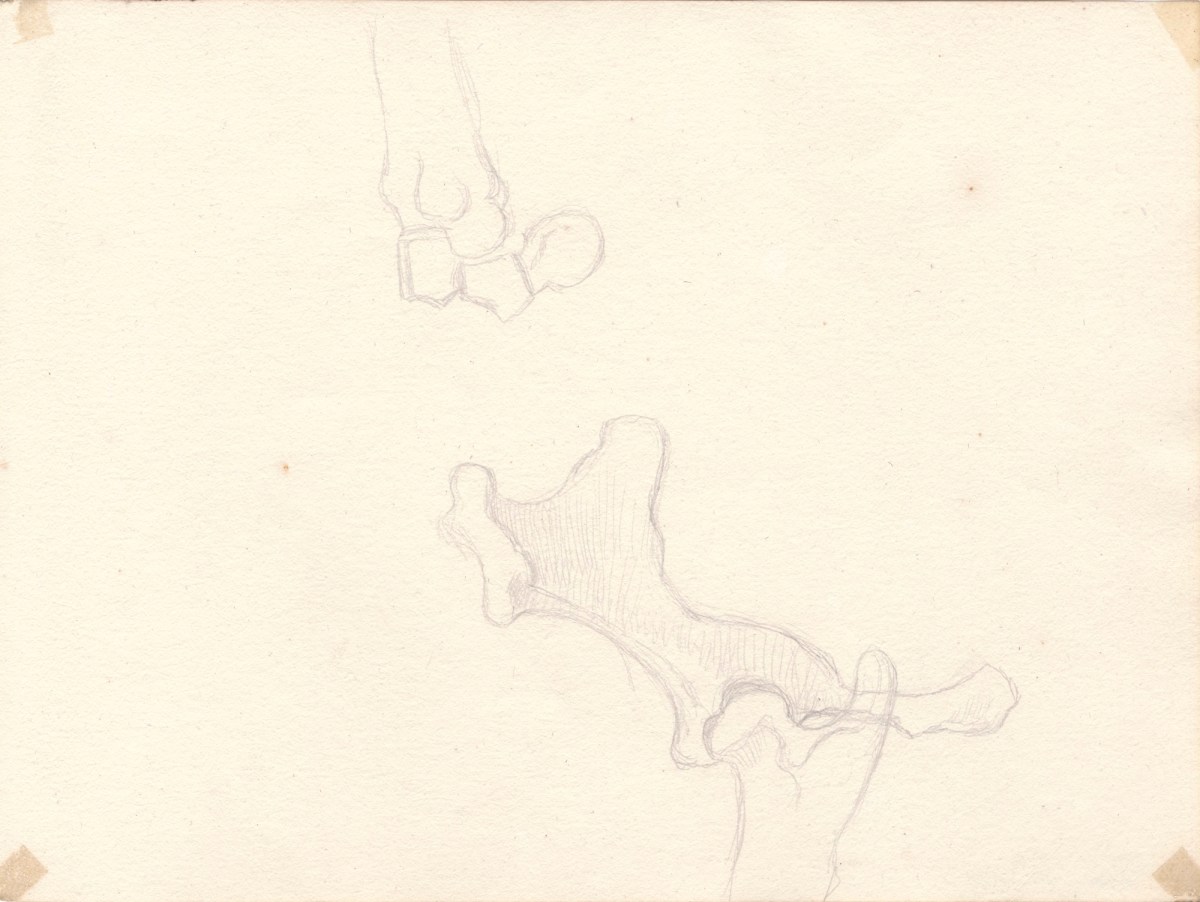 Two sketches of the bones of a leg joint | Works of Art | RA Collection ...