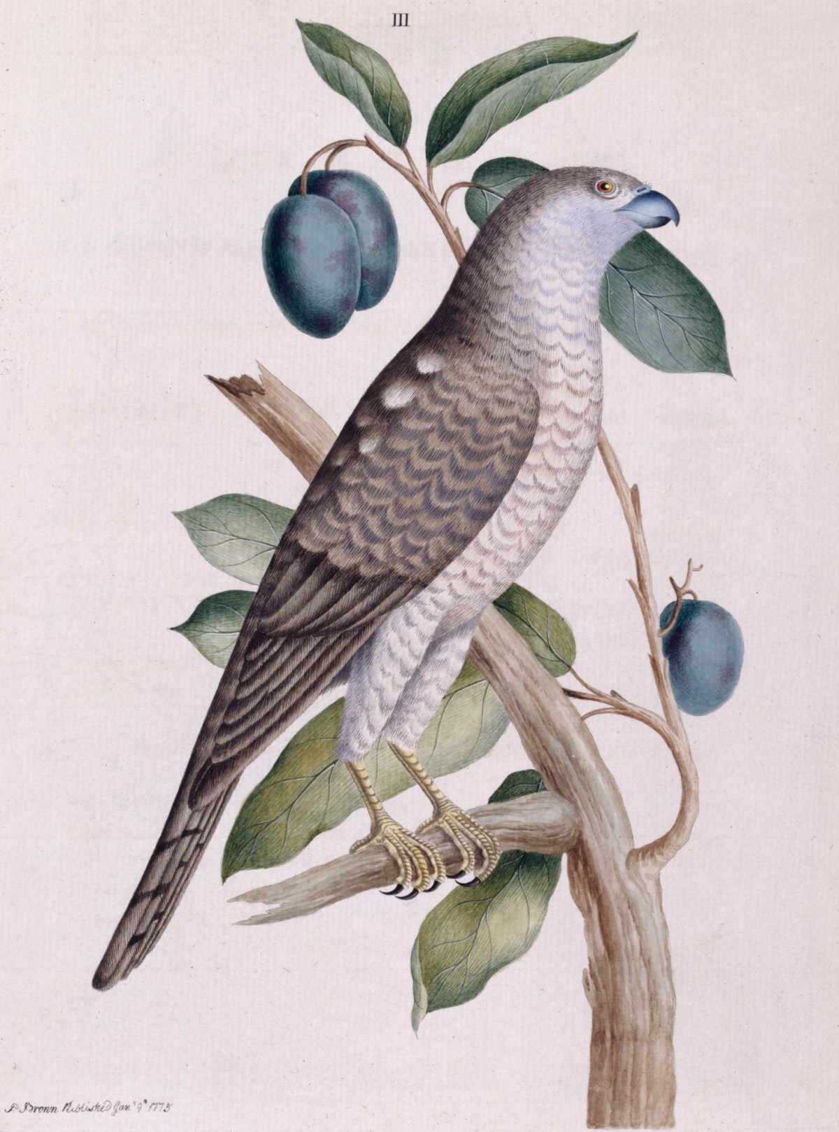 'The Brown Hawk' | Works of Art | RA Collection | Royal Academy of Arts