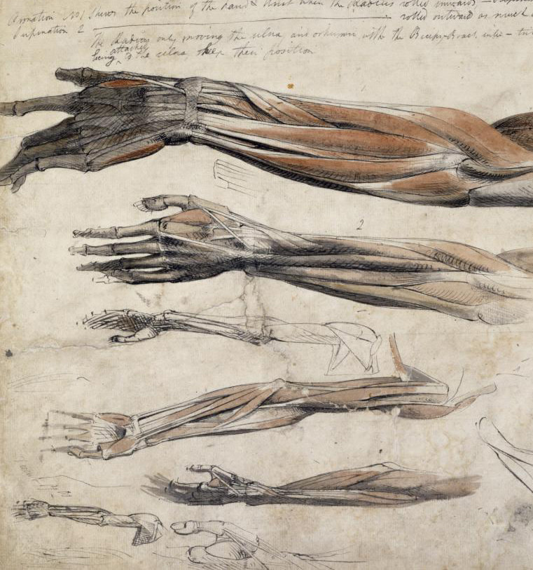 Anatomical drawing | Event | Royal Academy of Arts